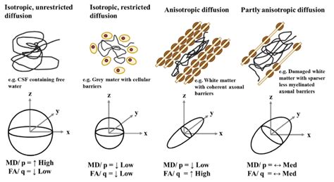 Diagram Displaying Tensors From Different Microstructures And How This