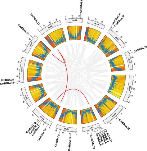 Chromosomal Location And Gene Duplication Analysis Of Cmbgal Members