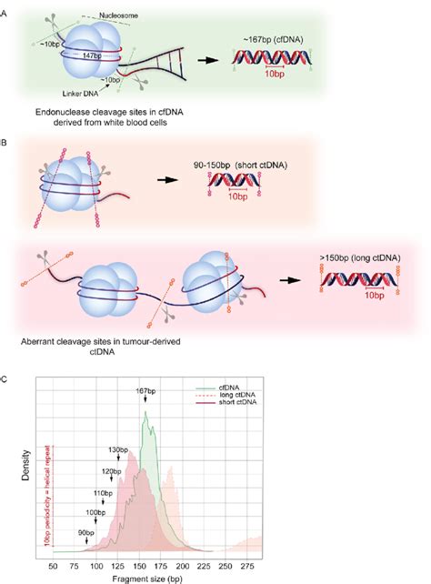 Cell Free Dna Fragmentation Patterns In Pdac A Cell Free Dna Download Scientific Diagram