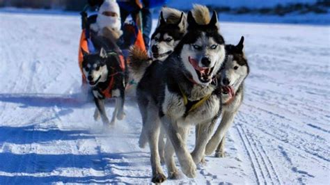 Нохойтой чаргаар аялж Болорын агуй үзээрэй