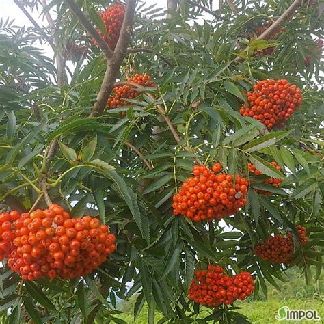 마가목 실생3년 묘목 1주 [추천] 묘목 조경 인테리어 심폴