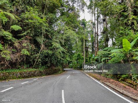 말레이시아 프레이저스 힐 산에 있는 시골 시골길 숲 속의 아름다운 나무가 늘어선 길 삼림 지대를 가로지르는 텅 빈 아스팔트 도로가 있는 풍경 0명에 대한 스톡 사진 및 기타