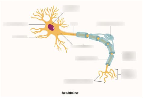 Nervous System Diagram Quizlet