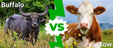Buffalo Vs Cow What Are The Main Differences 2023