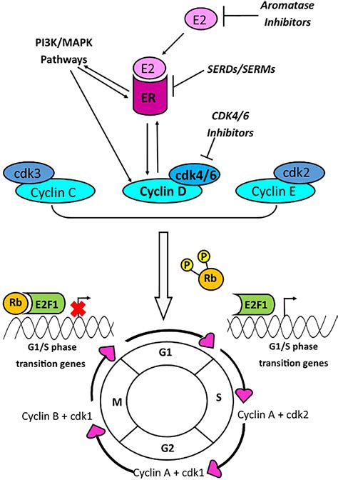 Cell Cycle Cyclin D