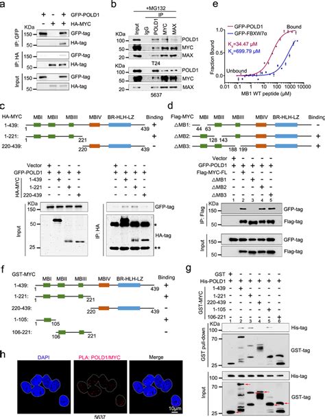 Pold1 Is A Direct Binding Partner Of Myc A Western Blot Analysis Of Download Scientific Diagram