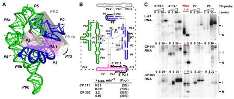Figure 1 From Communication Between Rna Folding Domains Revealed By