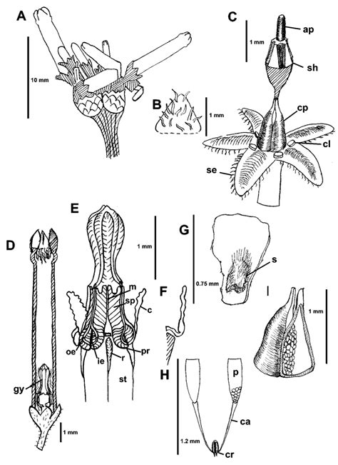 Plant Morphology Articles At Odessa Anderson Blog