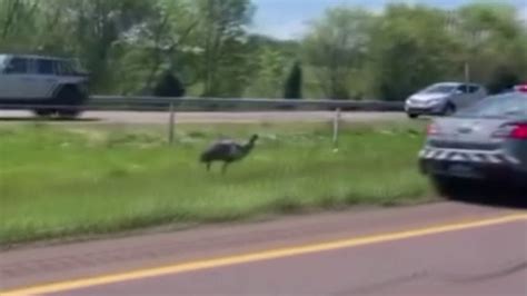 Cops Spotted Chasing Emu Along Pennsylvania Road Offbeat News Sky News