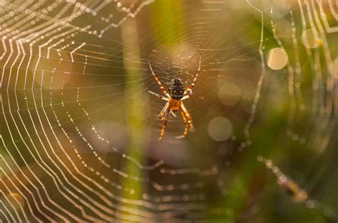 أسماء بنات أجنبية نادرة ومعانيها مجلة سيدتي