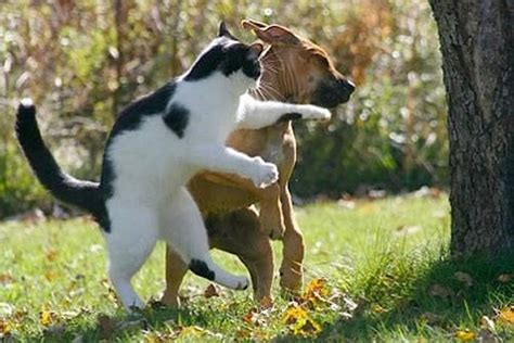 Perros Y Gatos ¿cuál Es La Razón Por La Que Se Pelean