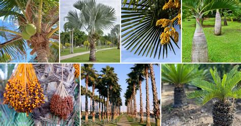 6 Types Of Palm Trees That Grow In Virginia And Virginia Beach 6 Types Of Palm Trees That Grow In Virginia And Virginia Beach