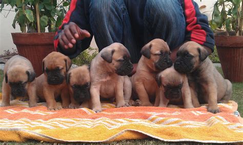 Pets Pakistan Show Quality Bullmastiff Puppies For Sale