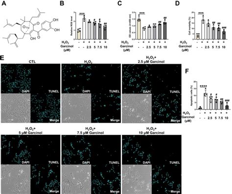 Garcinol 通过 Nrf2 抗氧化信号传导预防氧化应激诱导的骨质流失和 Bmsc 功能障碍 Cell Death Discovery X Mol