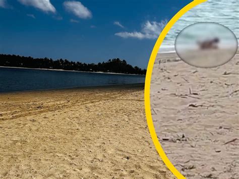 Hei E Liebe Am Tropenstrand Touristen P Rchen Beim Sex In Der