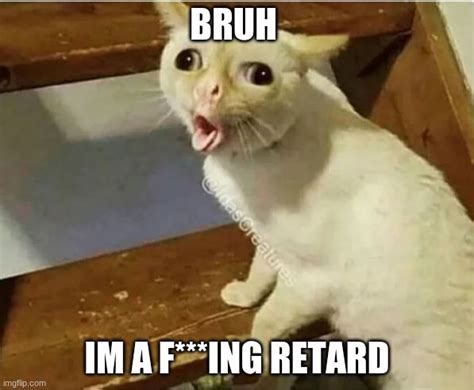 Retarded Cat Meme Imgflip