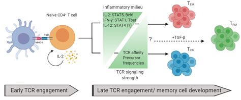 Memory T Cells