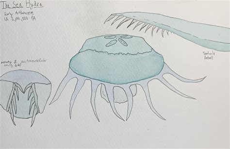 Apterra Update The Project Is Back From The Dead R Speculativeevolution