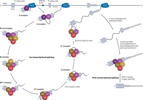 Rna Splicing And Regulatory Rnas Classnotesng