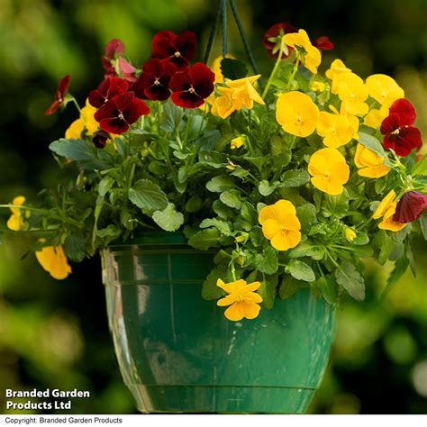 Viola Ruby And Gold Mix