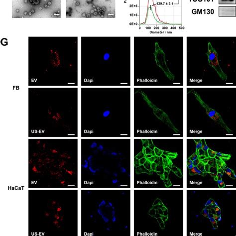Effects Of Low Intensity Ultrasound Stimulation On Adscs A Schematic