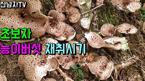 2023 초보자 능이버섯 채취시기 참싸리 보라싸리 능이 정찰산행 YouTube