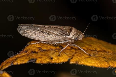 Adult Typical Leafhopper 9885007 Stock Photo At Vecteezy