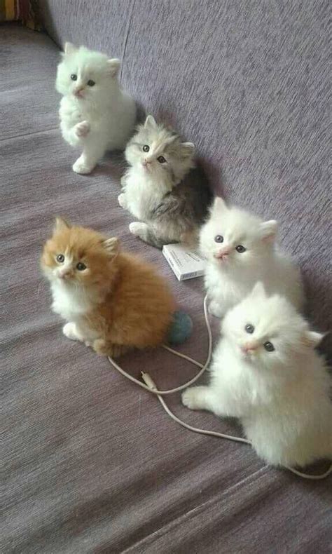 3 Ways To Tell If Your Cat Is Sick Artofit