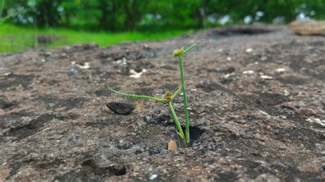 Micro Pic Of Grass Stock Image Image Of Indian Grass 109541921