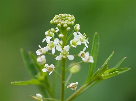 Virginia Peppergrass ~lepidium Virginicum~ Seeds Poor Mans Pepper
