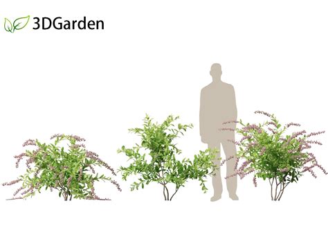 Zenobia Pulverulenta Raspberry Flippednormals