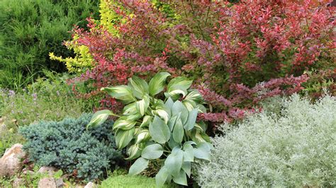 Upgrade Your Sunny Yard With The Help Of This Low Maintenance Ground Cover
