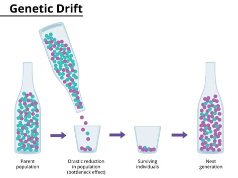 Genetic Drift Diagram