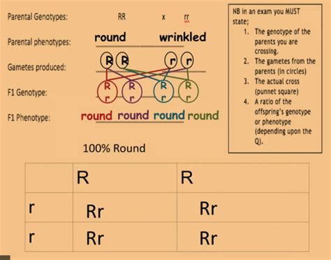 Patterns Of Inheritance And Variation Flashcards Quizlet