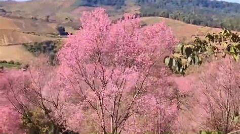 ห้ามพลาด เช็กอิน ภูลมโล ชมดอกนางพญาเสือโคร่งซากุระเมืองไทยพื้นที่ 2 000 ไร่