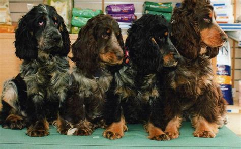 Amanda Applegate Is Fundraising For Dogs Friends