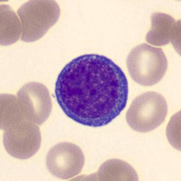 Basophilic Erythroblast CellWiki