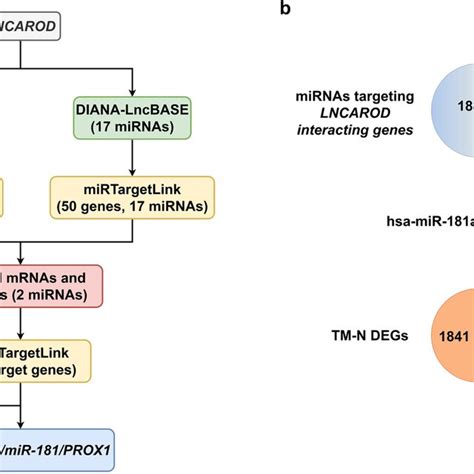 Construction Of A Lncrna Mirna Mrna Network The Workflow Of Download Scientific Diagram