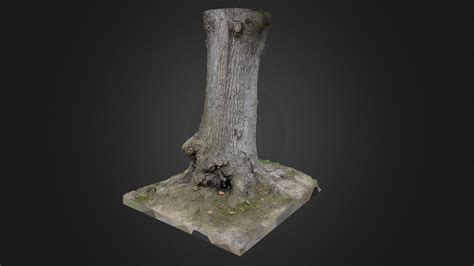 Tree Trunk Download Free 3d Model By Scans Planet Scansplanet
