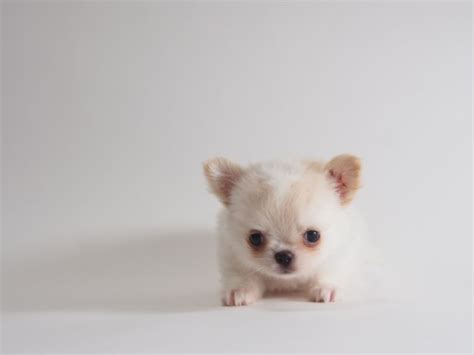【プロドッグトレーナー監修】子犬の飼い始めにするべきことや必要なものは？注意点を解説！｜hotto（ホット）