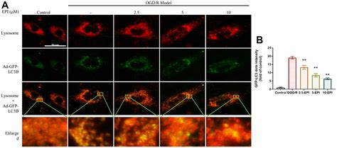 Epicatechin Protects Against Myocardial Ischemia Reperfusion Injury Via