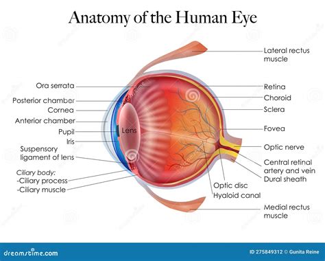 Human Eye Anatomy Structure Stock Vector Illustration Of Fovea