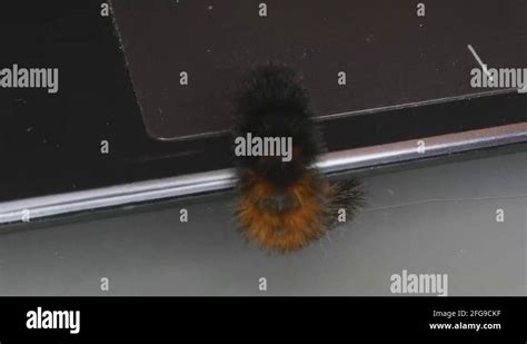 Bug Computer Stock Videos And Footage Hd And 4k Video Clips Alamy