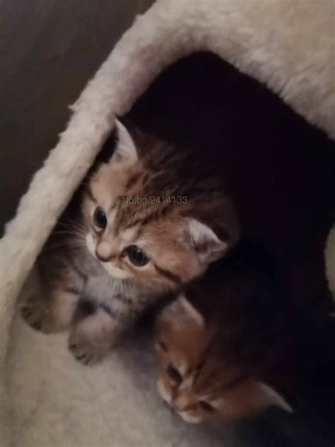 Сребърна чинчила Британска късокосместа 2 месеца Мъжко Женско Пъстри