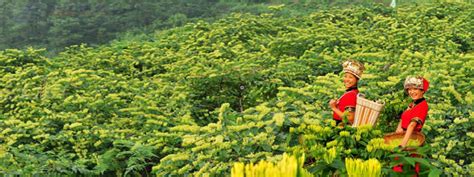 走进秀山秀山土家族苗族自治县人民政府