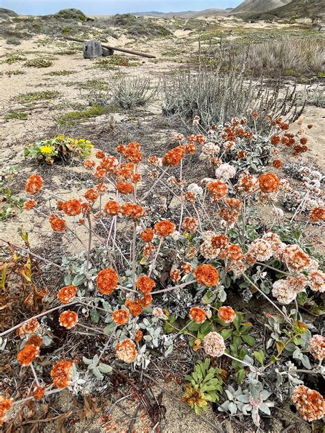 Eriogonum Fasciculatum California Buckwheat Larner Seeds
