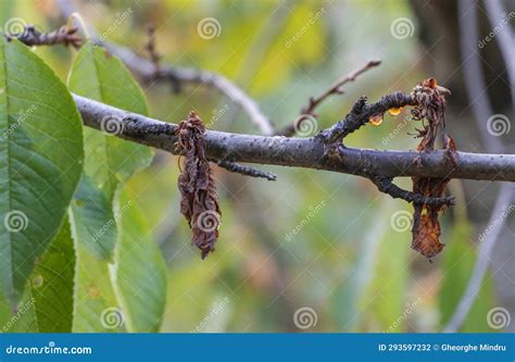 A Sick Branch Of A Cherry Tree That Leaking Sap Concept Stock Photo