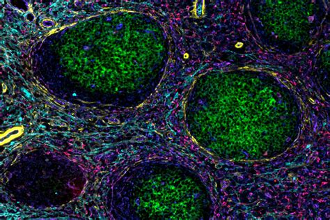 Empowering Spatial Biology With Open Multiplexing And Cell Dive Learn And Share Leica Microsystems