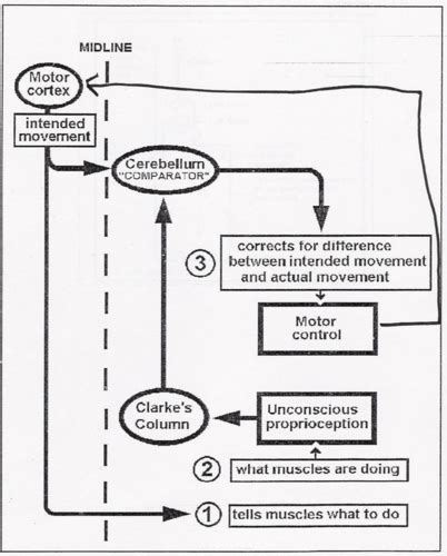 Cerebellum Flashcards Quizlet