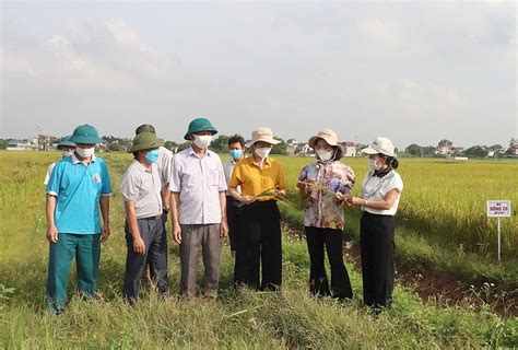 Hiệu Quả Kép Từ Trồng Lúa Hữu Cơ